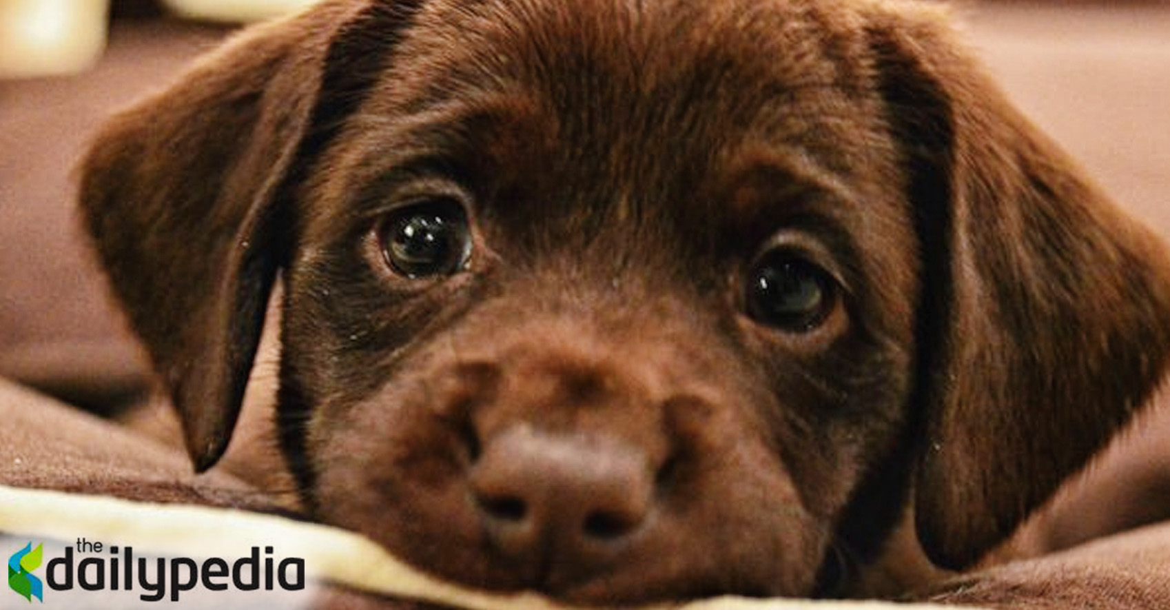 Cute Puppy Dog Eyes What They Really Mean DailyPedia Cute Puppy Dog Eyes What They Really Mean DailyPedia